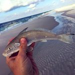 12 Fish You Can Catch In Gulf Shores From The Beach