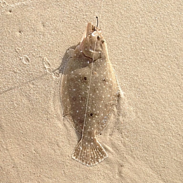 12 Fish You Can Catch In Gulf Shores From The Beach