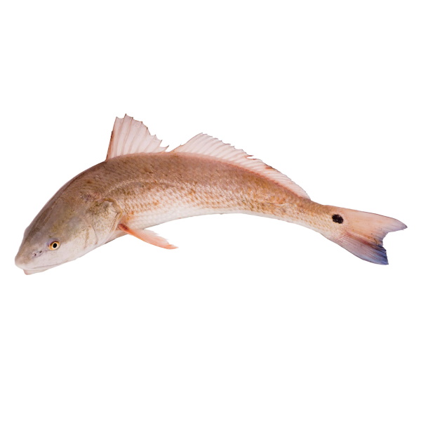 12 Fish You Can Catch In Gulf Shores From The Beach