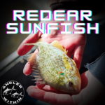 How To Catch Redear Sunfish - Shellcracker Bream